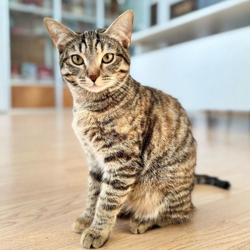 Кошка бесплатно
