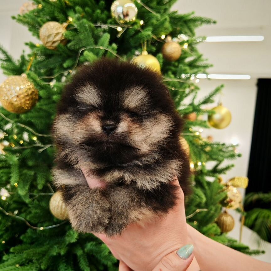 Померанский шпиц девочка мишка