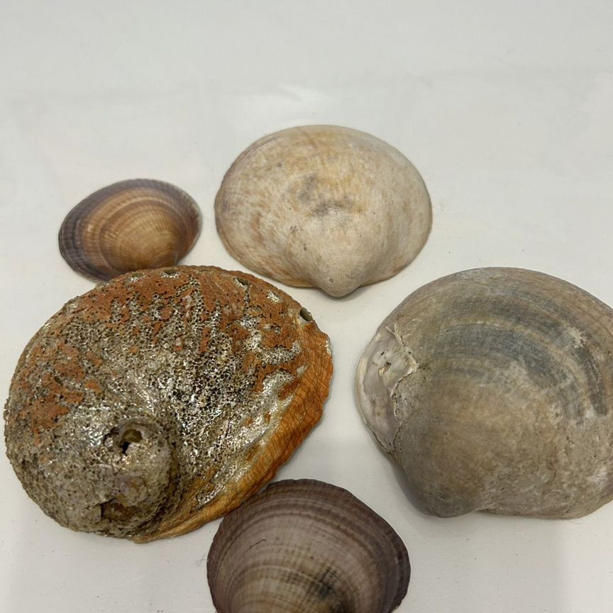 Ракушки морские