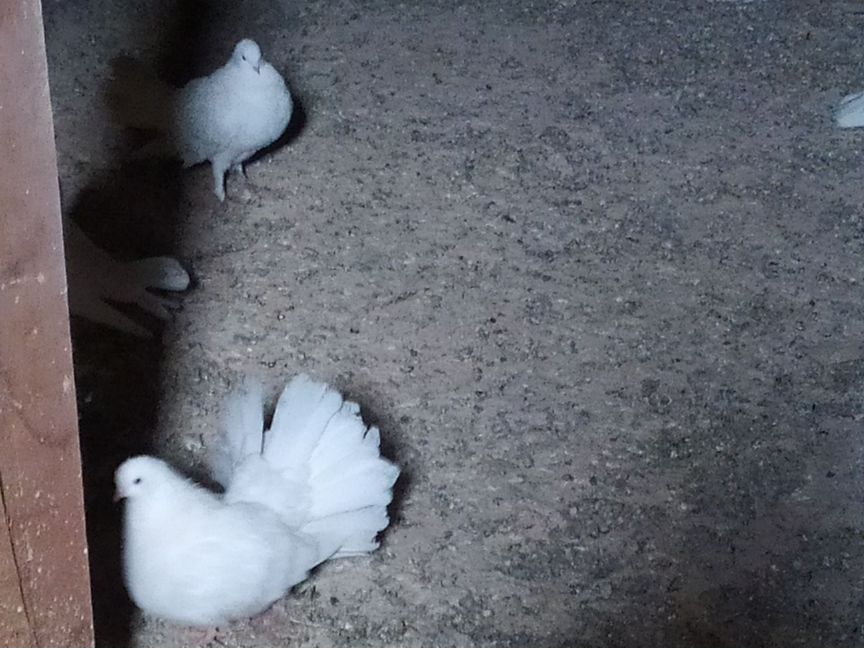 Продажа голубей