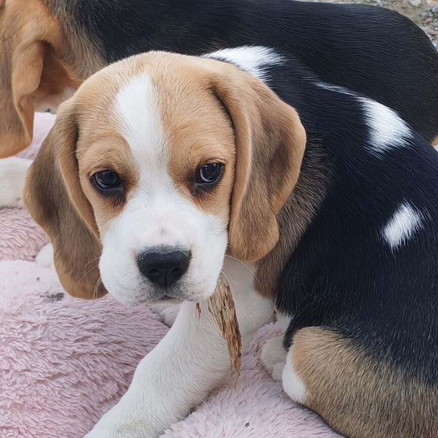 Бигль, щенок