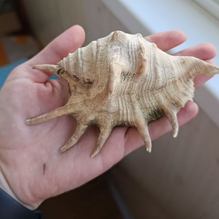 Грунт для аквариума, ракушки