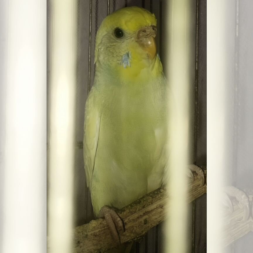 Волнистый попугай самка