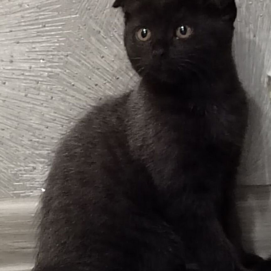 Котенок девочка