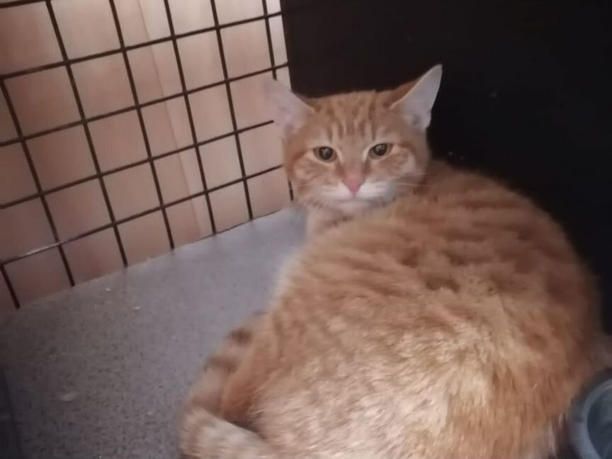 Рыжий Тигренок 5 мес снова ищет дом