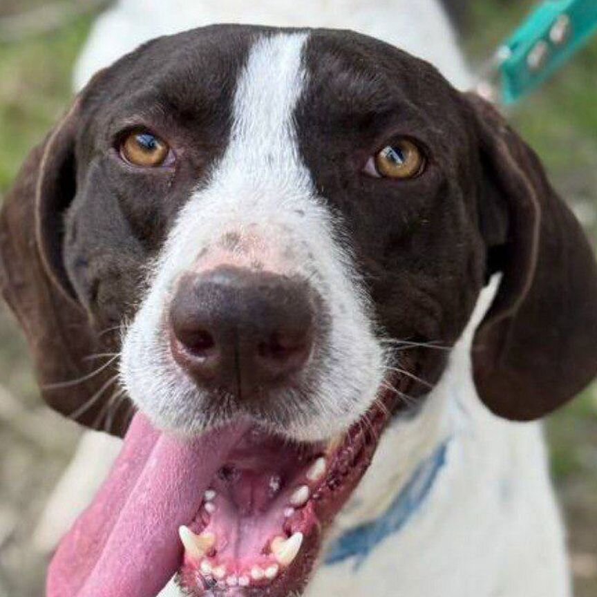 Курцхаар, взрослый пёс