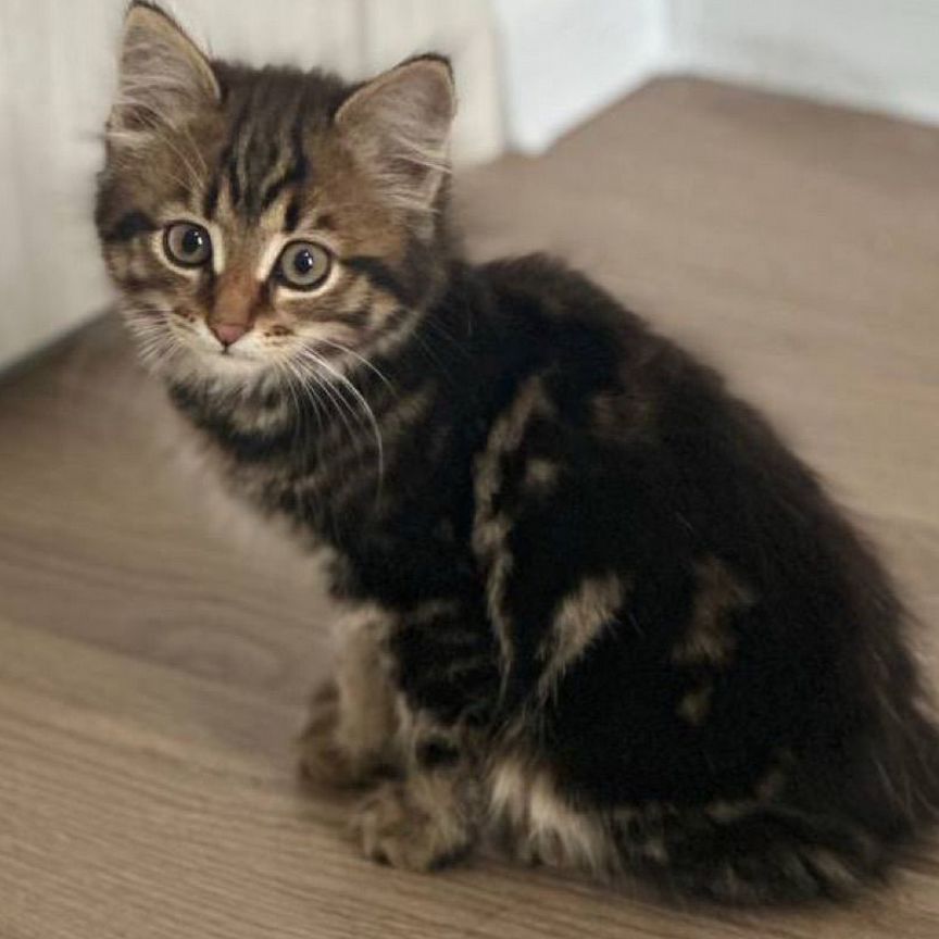 Котенок