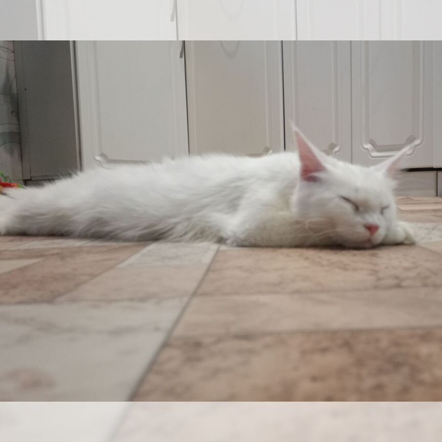 Продам кошку мейн кун