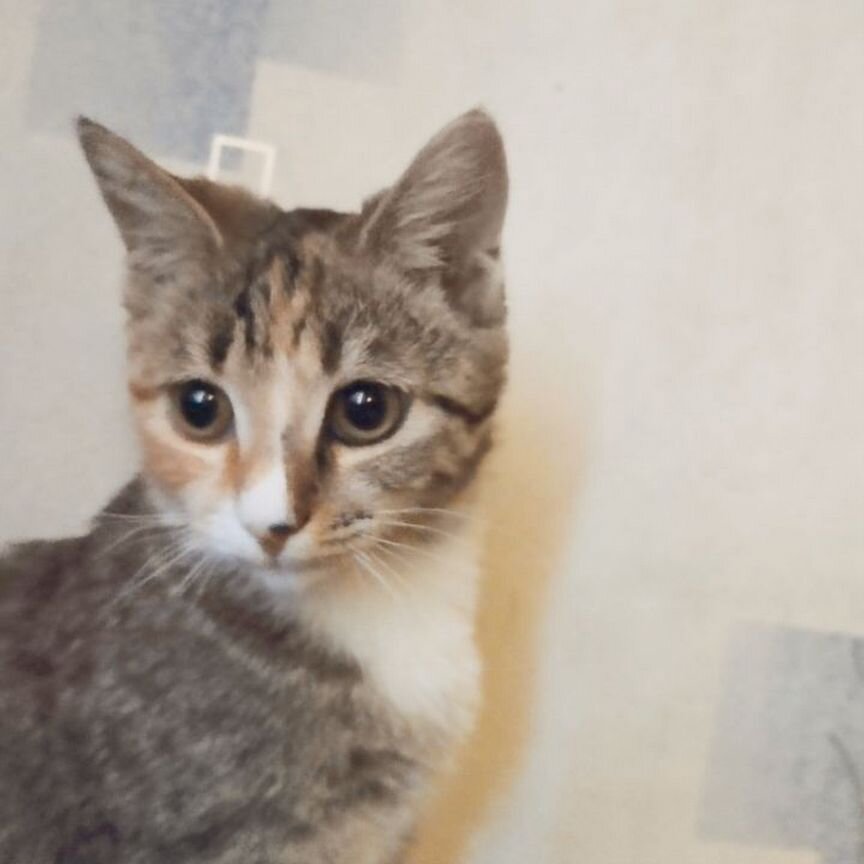 Котенок девочка в добрые руки