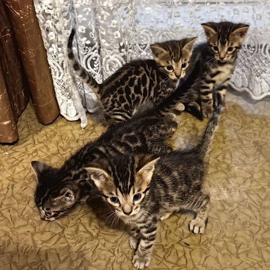 Бенгальские котята