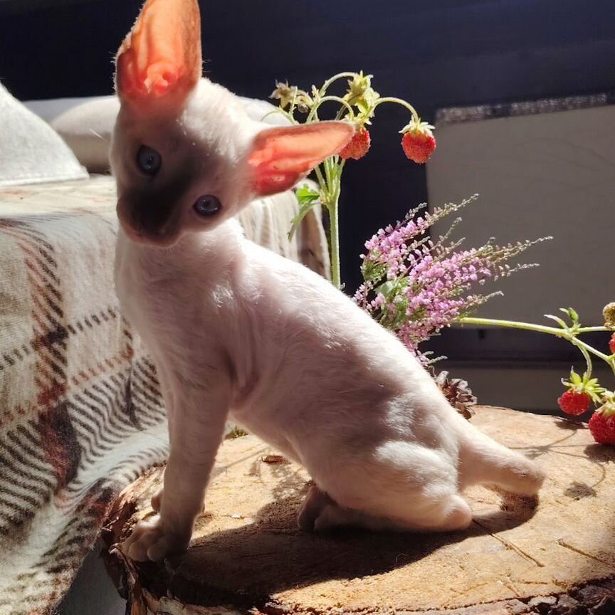 Котята корниш-рекс