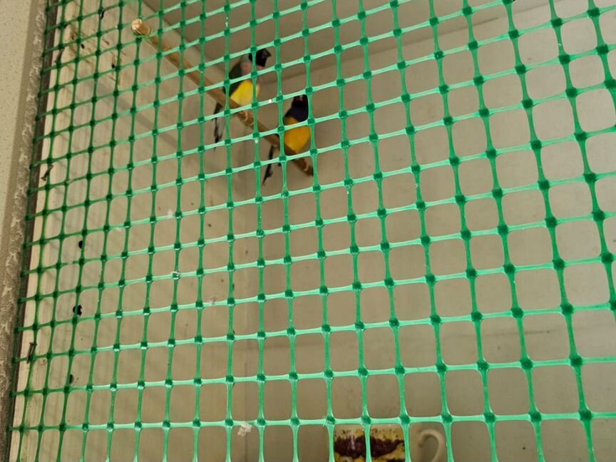 Амадины гульда