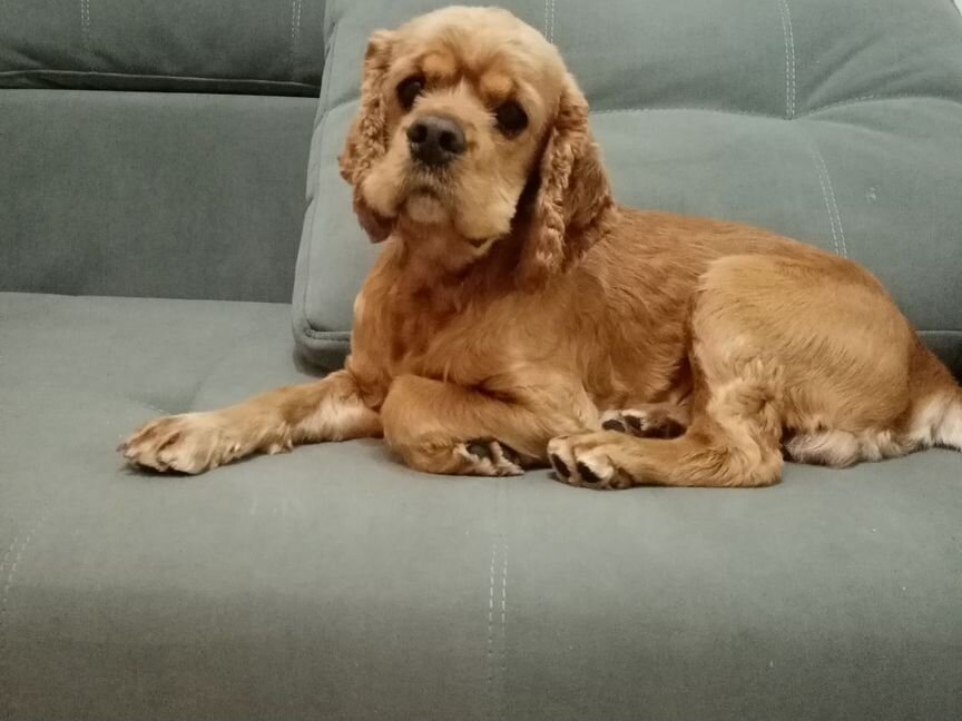 Вязка собак кокер спаниель