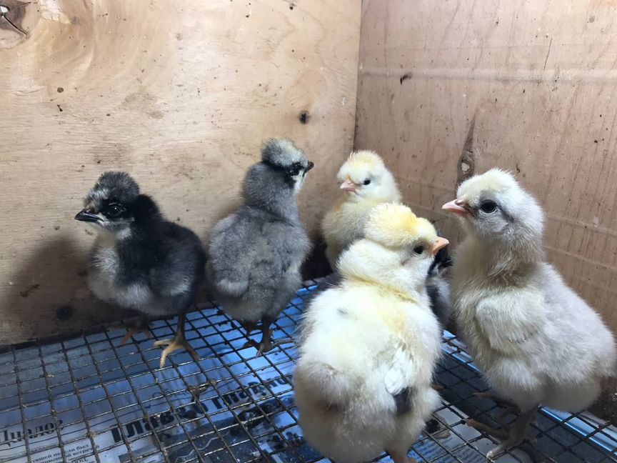 Цыплята породы "Русская Хохлатая"