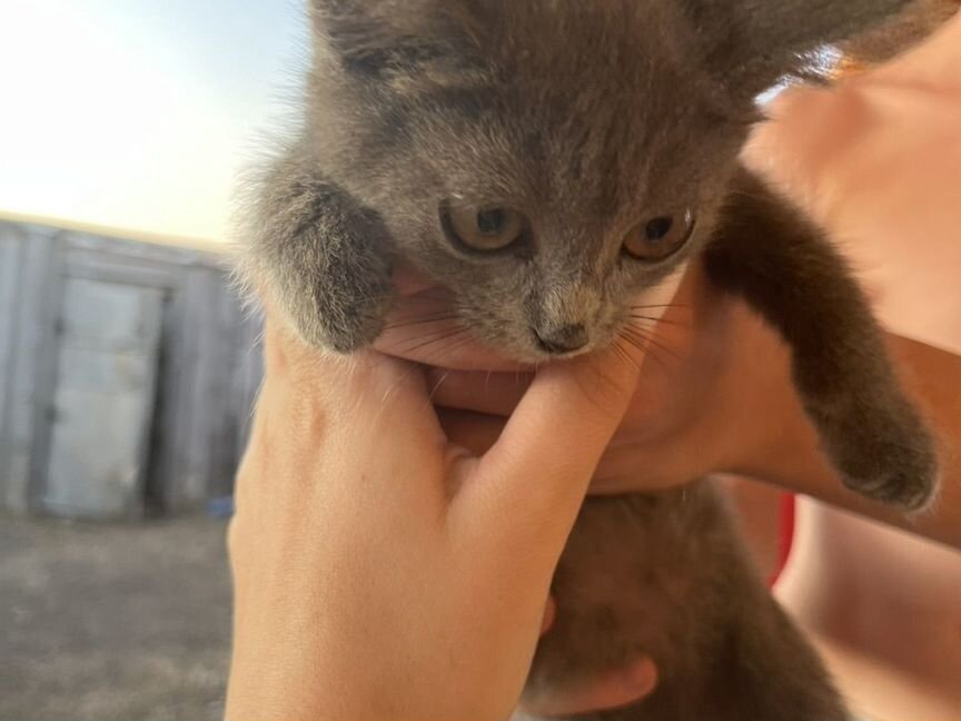 Сибирская кошка