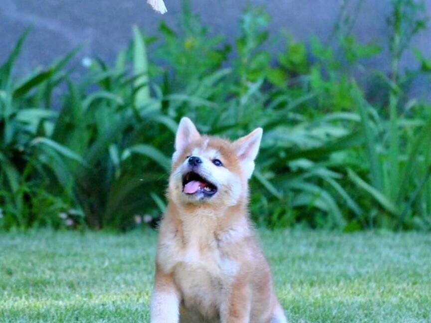 Щенки акита