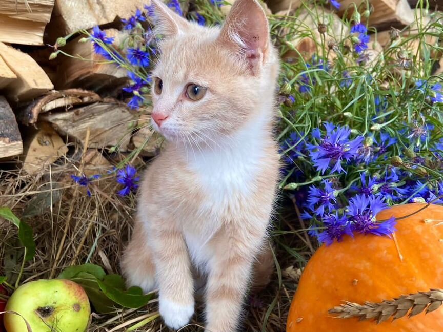 Перси котенок