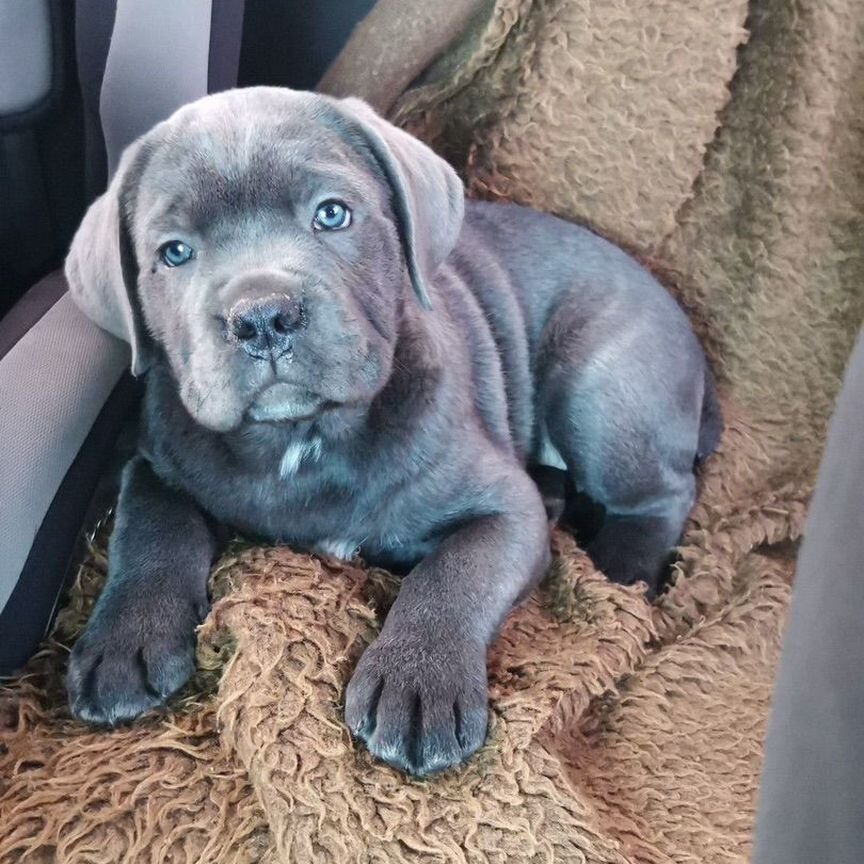 Кане корсо малыши