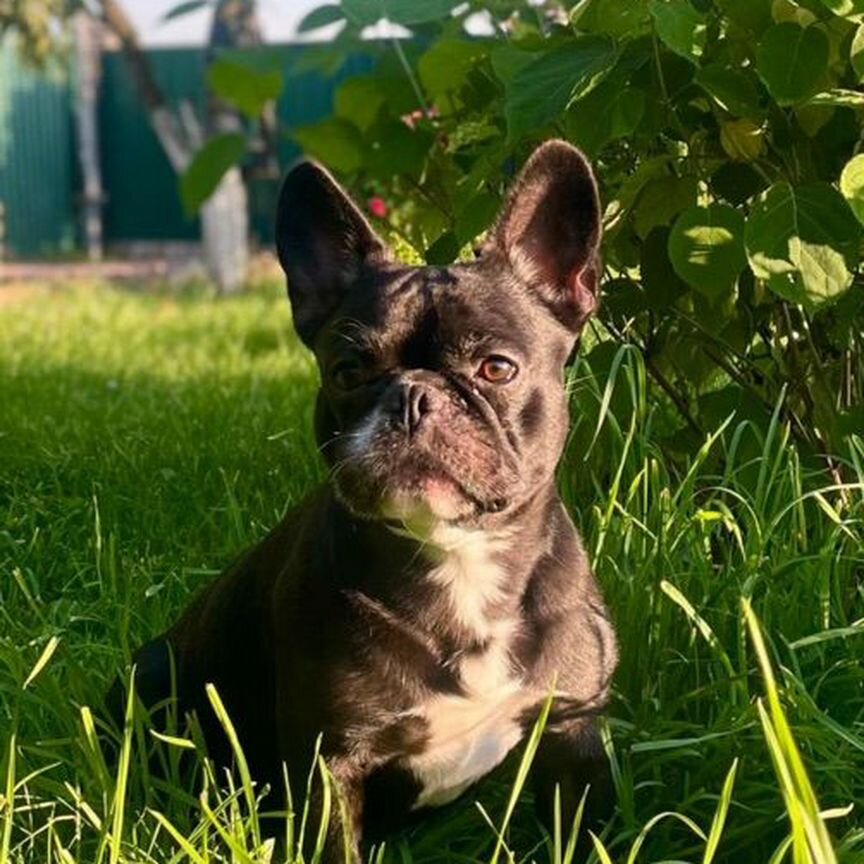 Французский бульдог, вязка