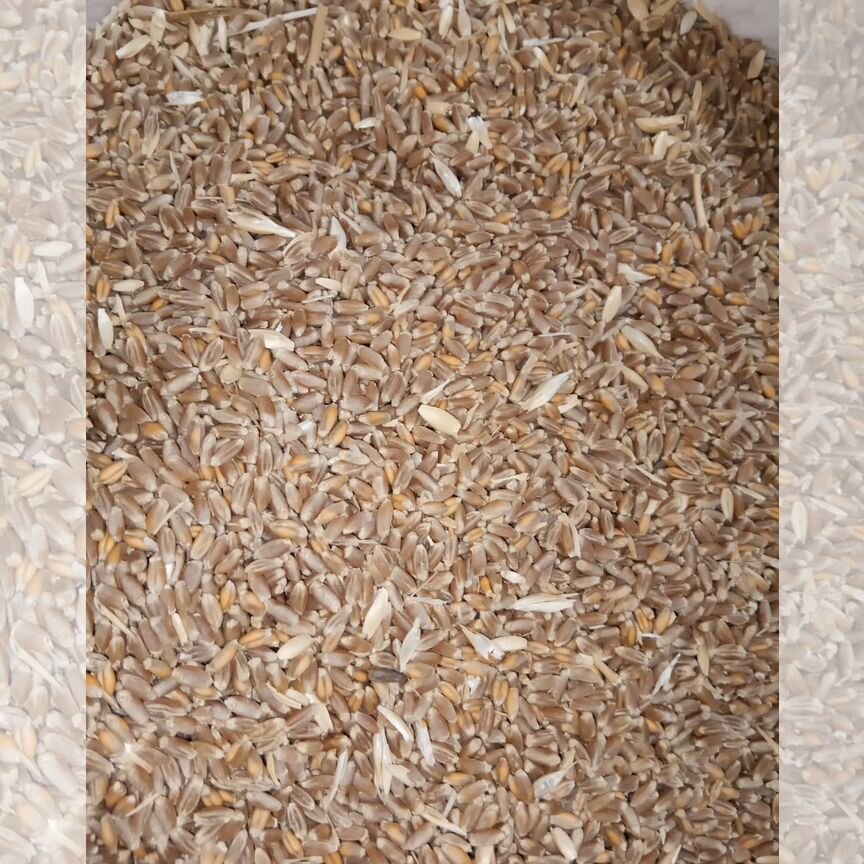 Зерно пшеница