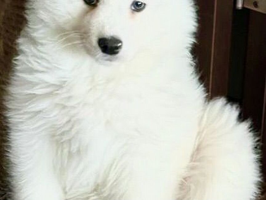 Щенки самоеда лайки