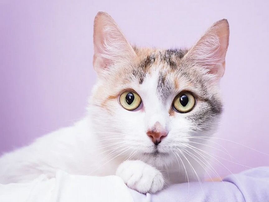 Разноцетная кошечка Яшма