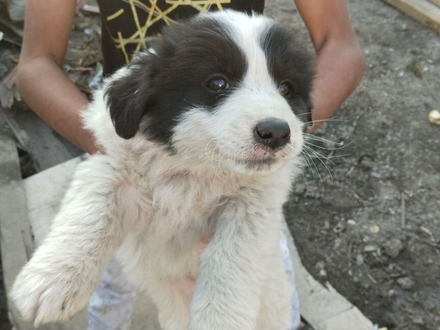 Собака в добрые руки