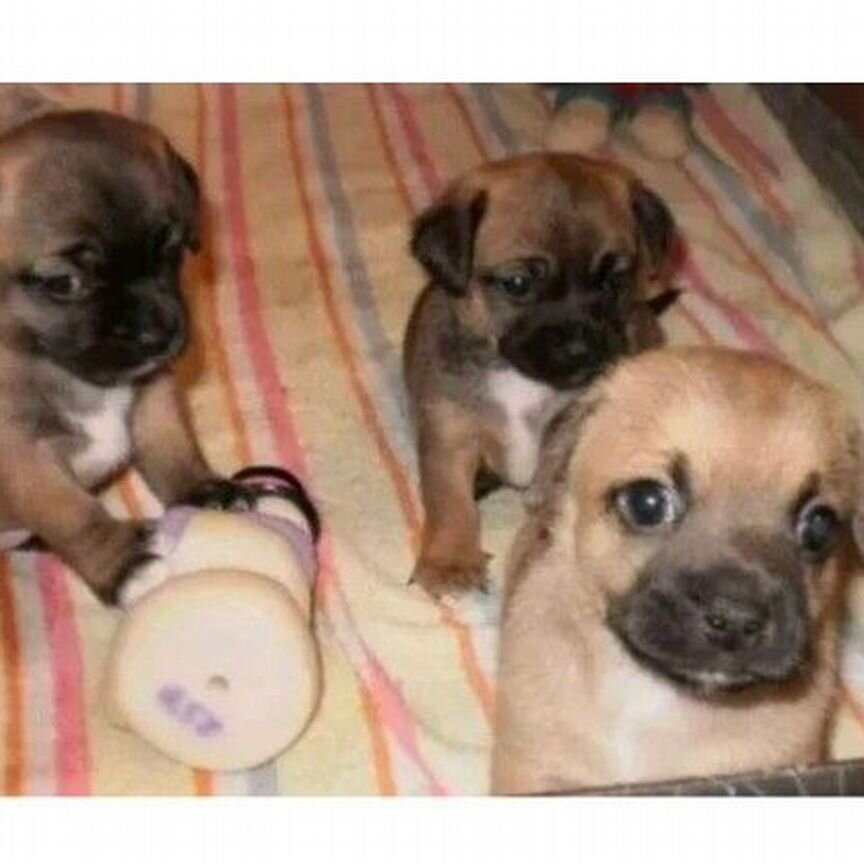 Цвергпинчер, щенок