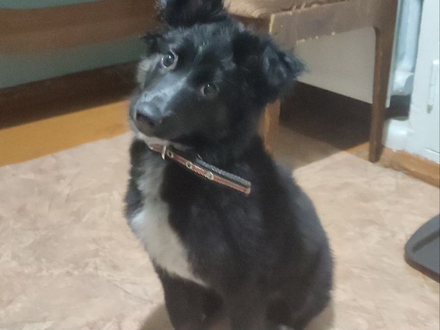 Собака помесь якутская лайка с спаниелем