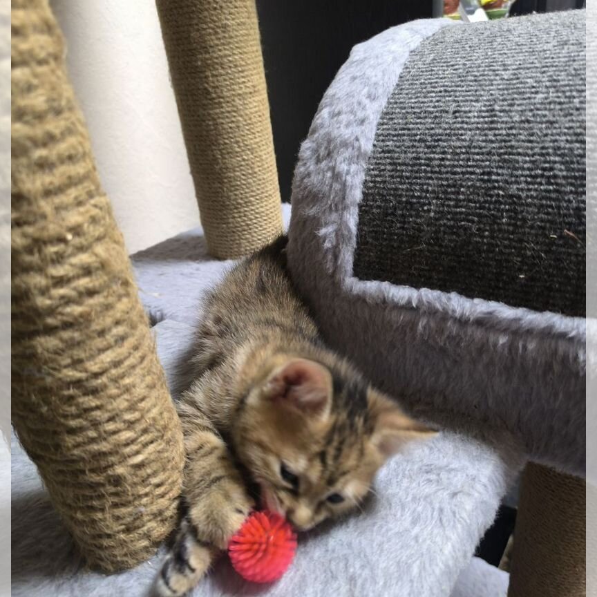 Курильский бобтейл короткошёрстный котёнок