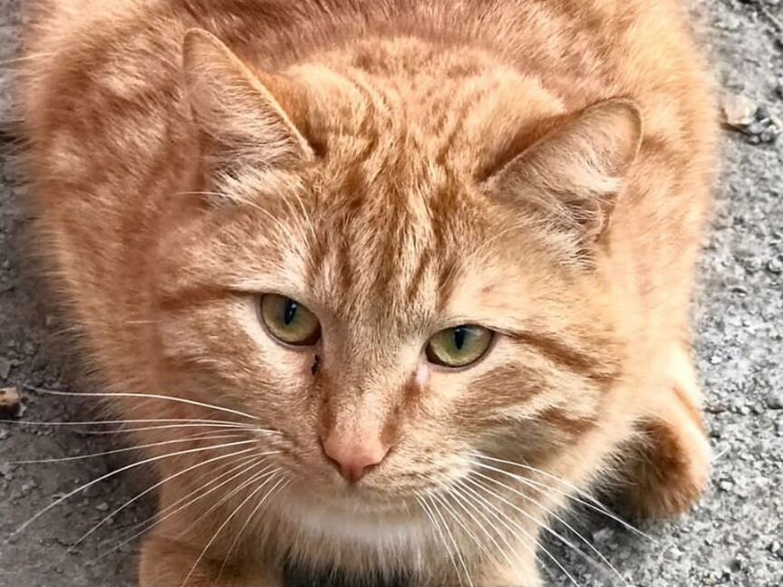 Кошка, кот живут в подвале