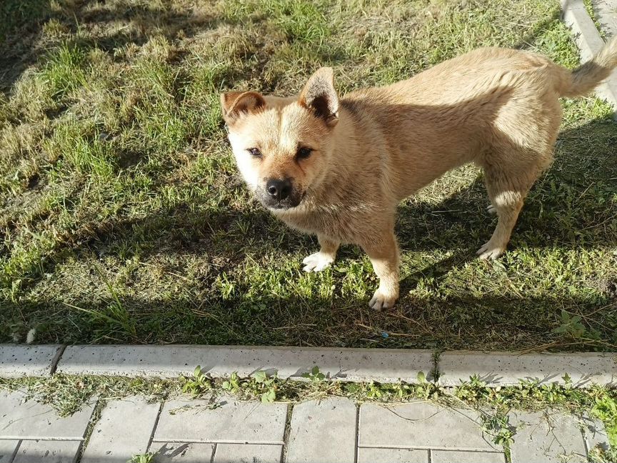 Отдам в добрые руки не большую собаку