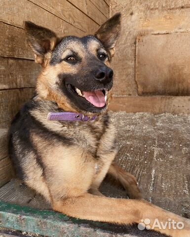 Маленький пес Дэнни из приюта ищет дом