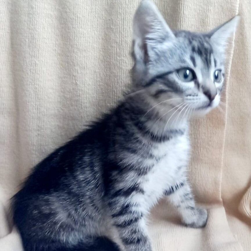Кошечка, 2.5 мес. приют. привезу