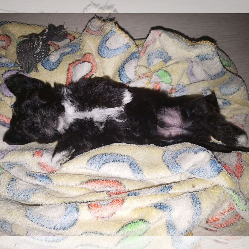 Бивер-йоркширский терьер, щенок