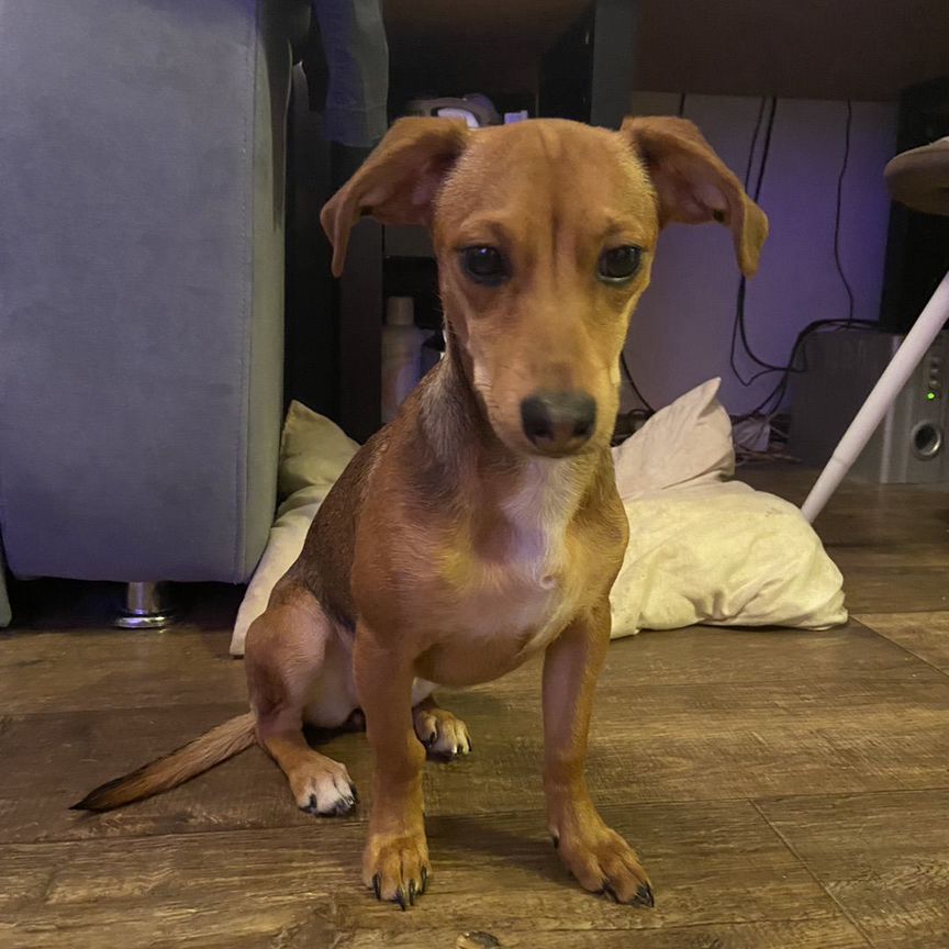 Такса девочка в добрые руки бесплатно