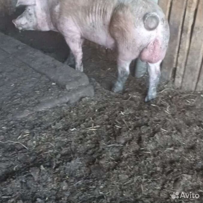 Услуги хряка