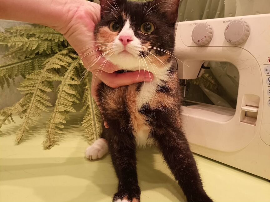 Настя. Просто Настя