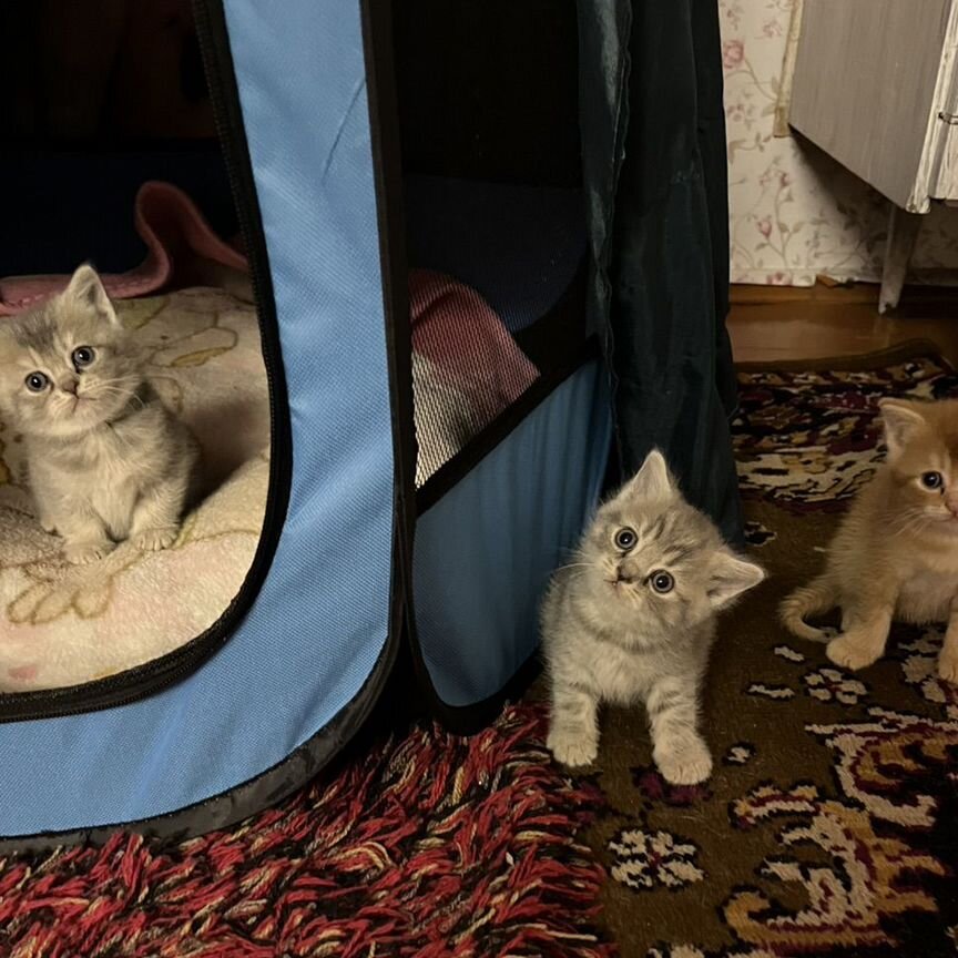 Шотландский вислоухий короткошёрстный котёнок