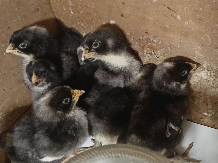 Цыплята мехеленской кукушки утки индийский бегунок