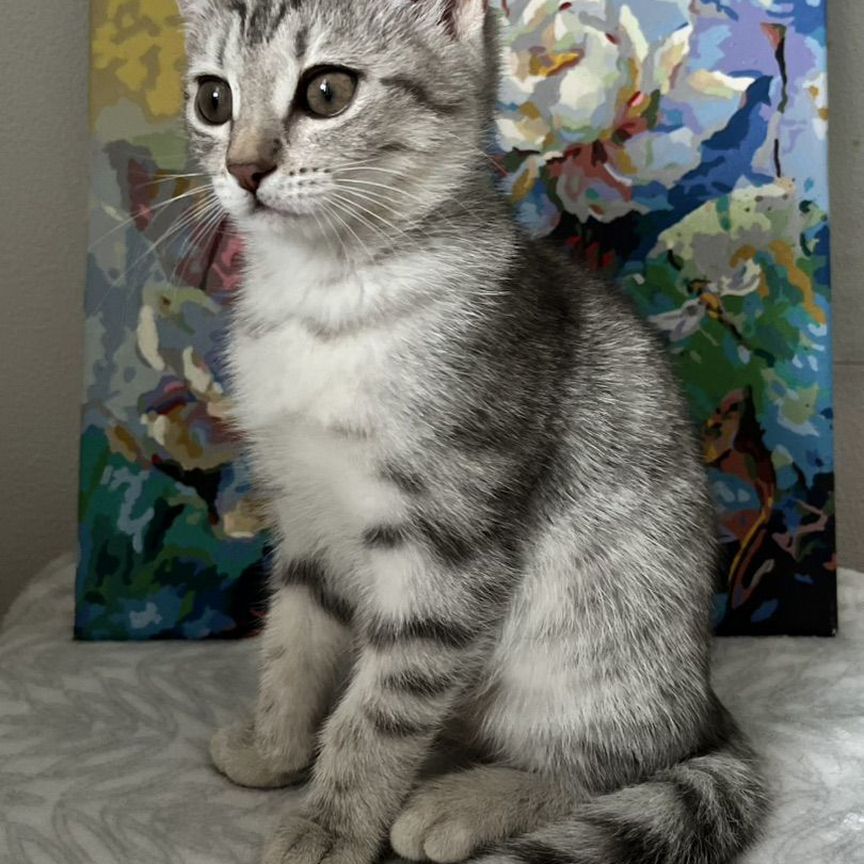 Кошечка