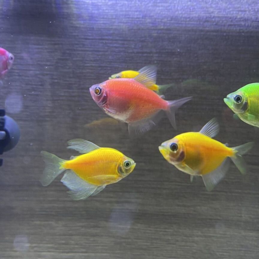 Тернеции гло 2шт желтые