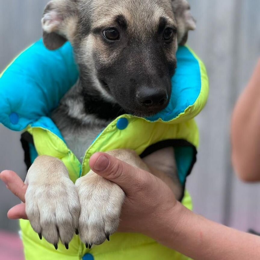 Сева щенок из приюта Некрасовка