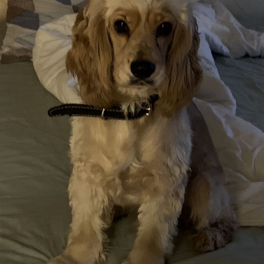 Собаки бесплатно