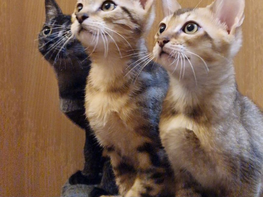 Котята чаузи