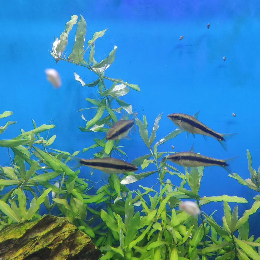 Сиамский водорослеед