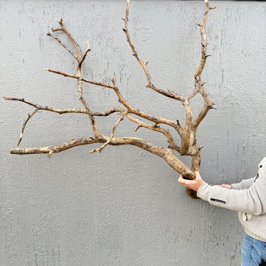 Ветка сосны для террариума