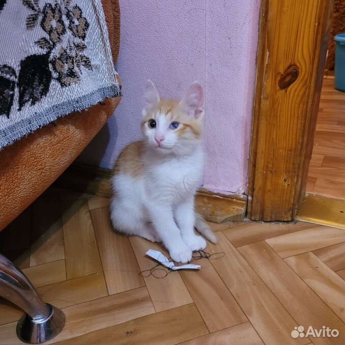 Котик 2.5мес,в добрые руки