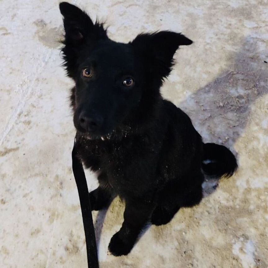 Щенок в добрые руки