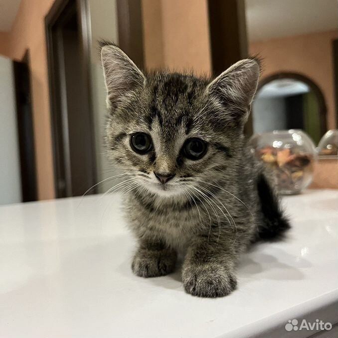 Отдам котенка в добые руки